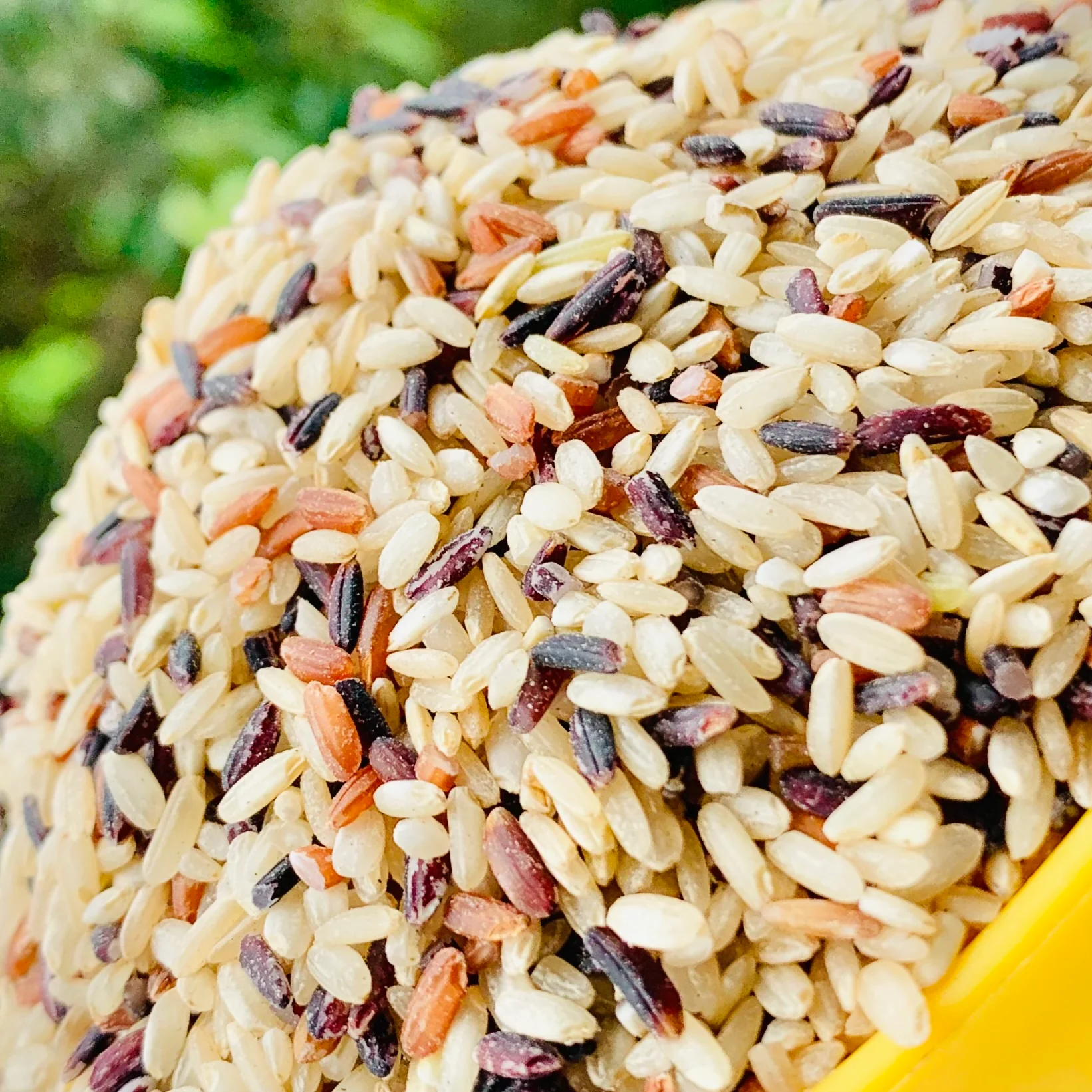 LegacyRice - Savor the past, One grain at a time